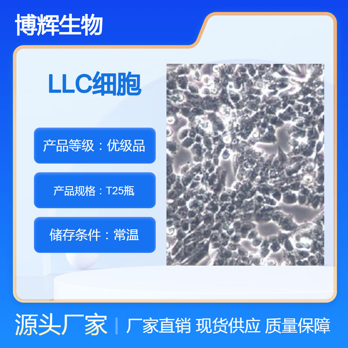LLC小鼠lewis肺癌细胞转染实验过程ATCC细胞库来源 产品关键词:llc转染